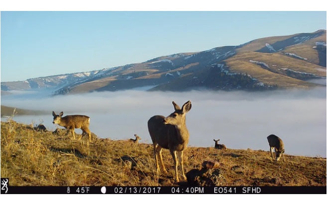 Browning Strike Force Pro X 1080 | Browning Trail Cameras Australia